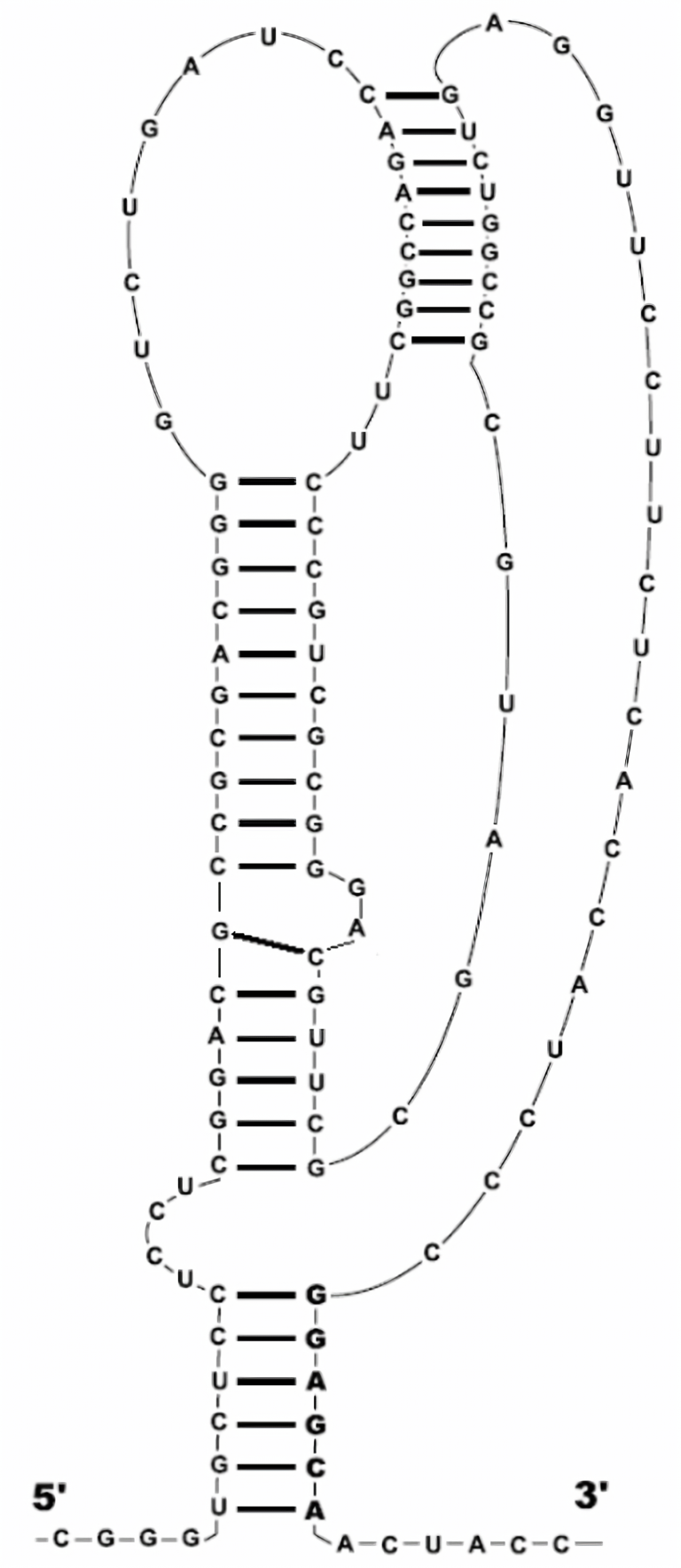 Nussinov algorithm to predict secondary RNA fold structures – Bayesian ...