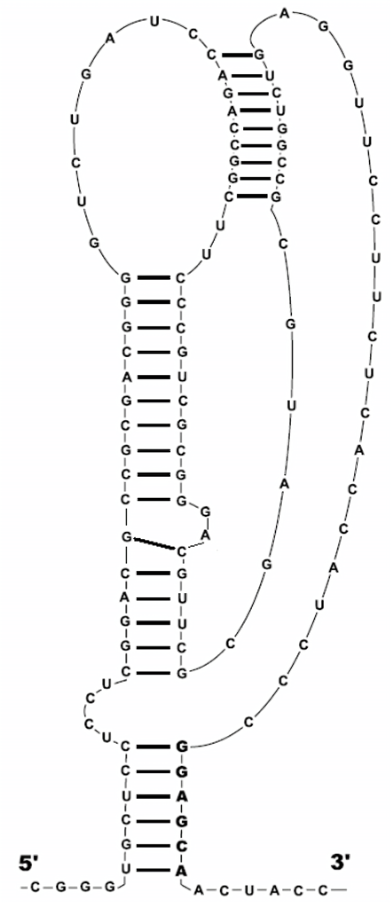 Nussinov algorithm to predict secondary RNA fold structures – Bayesian ... Nussinov algorithm to predict secondary RNA fold structures – Bayesian ...